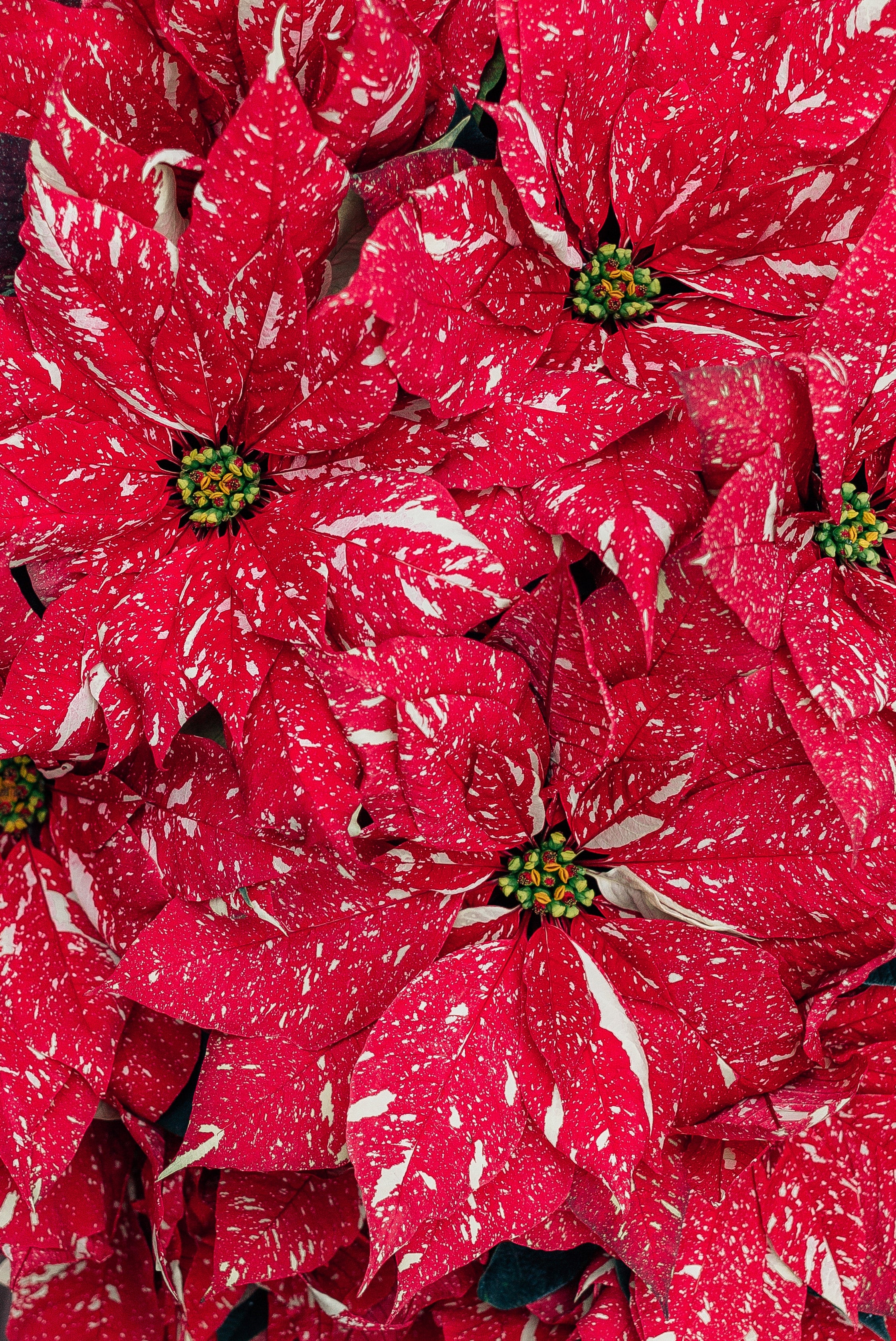 Winter Holiday Plants – Mandy Spring Farm Nursery, Inc.