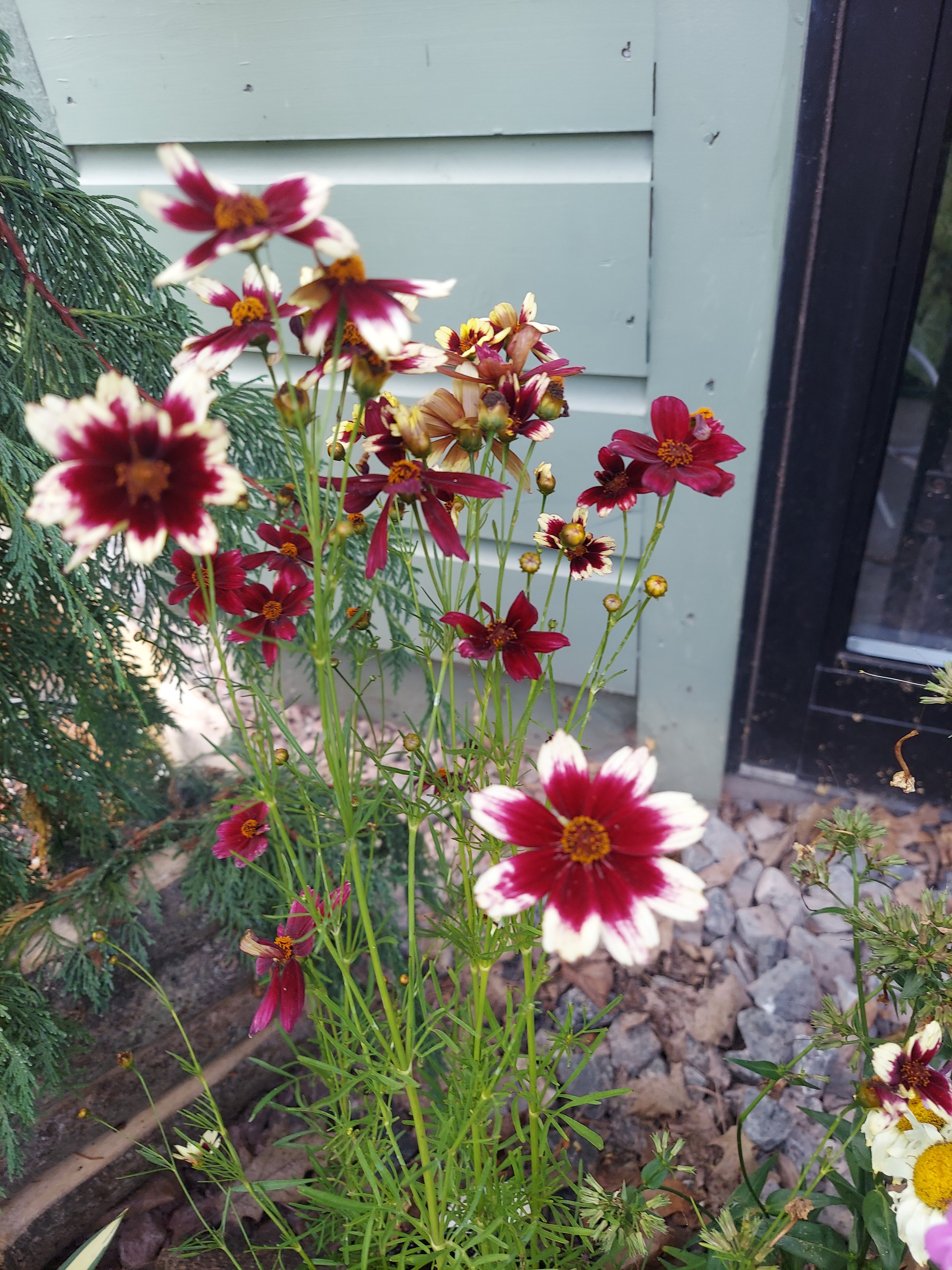 Jumpstarts – Mandy Spring Farm Nursery, Inc.