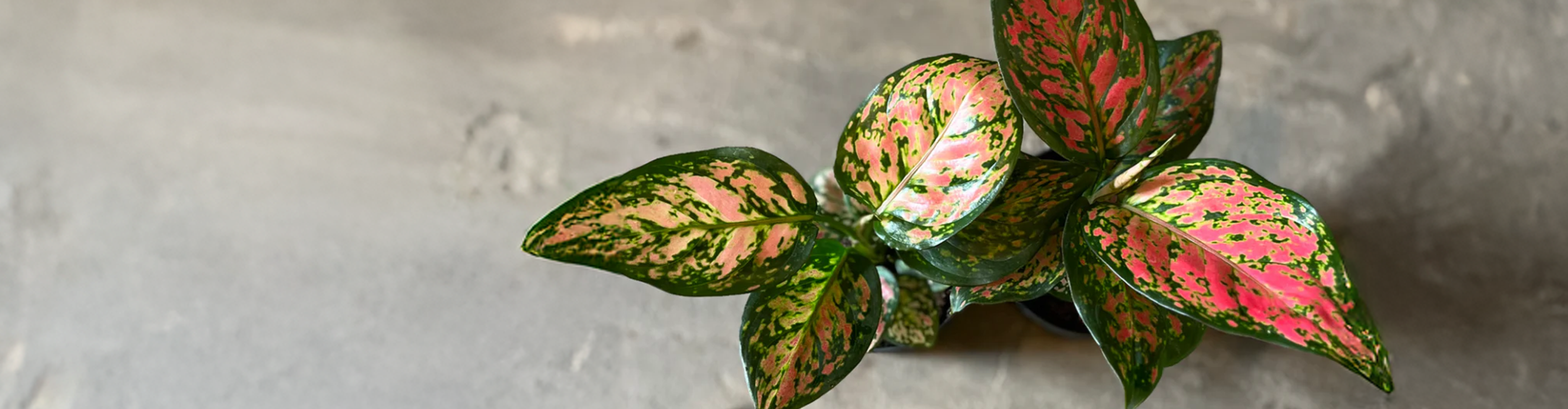 Medium Light Houseplants – Mandy Spring Farm Nursery, Inc.