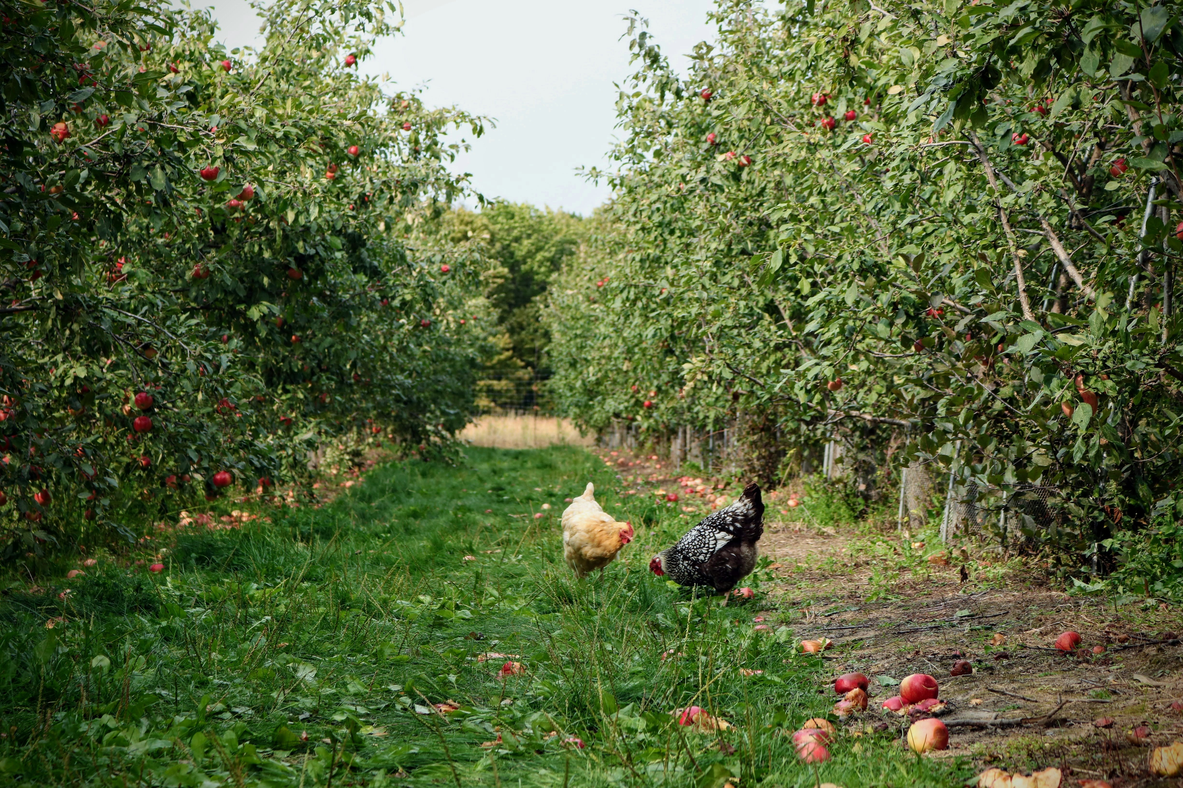 Bare Root Fruit Trees – Mandy Spring Farm Nursery, Inc.