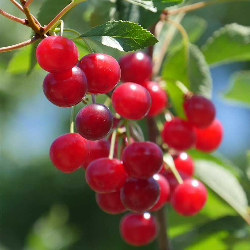 Montmorency Cherry | Prunus cerasus 'Montmorency' – Mandy Spring Farm ...