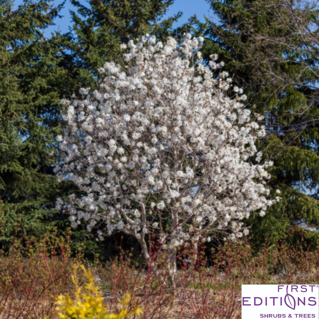 2026 Spring Pre-Order Sale – Mandy Spring Farm Nursery, Inc.