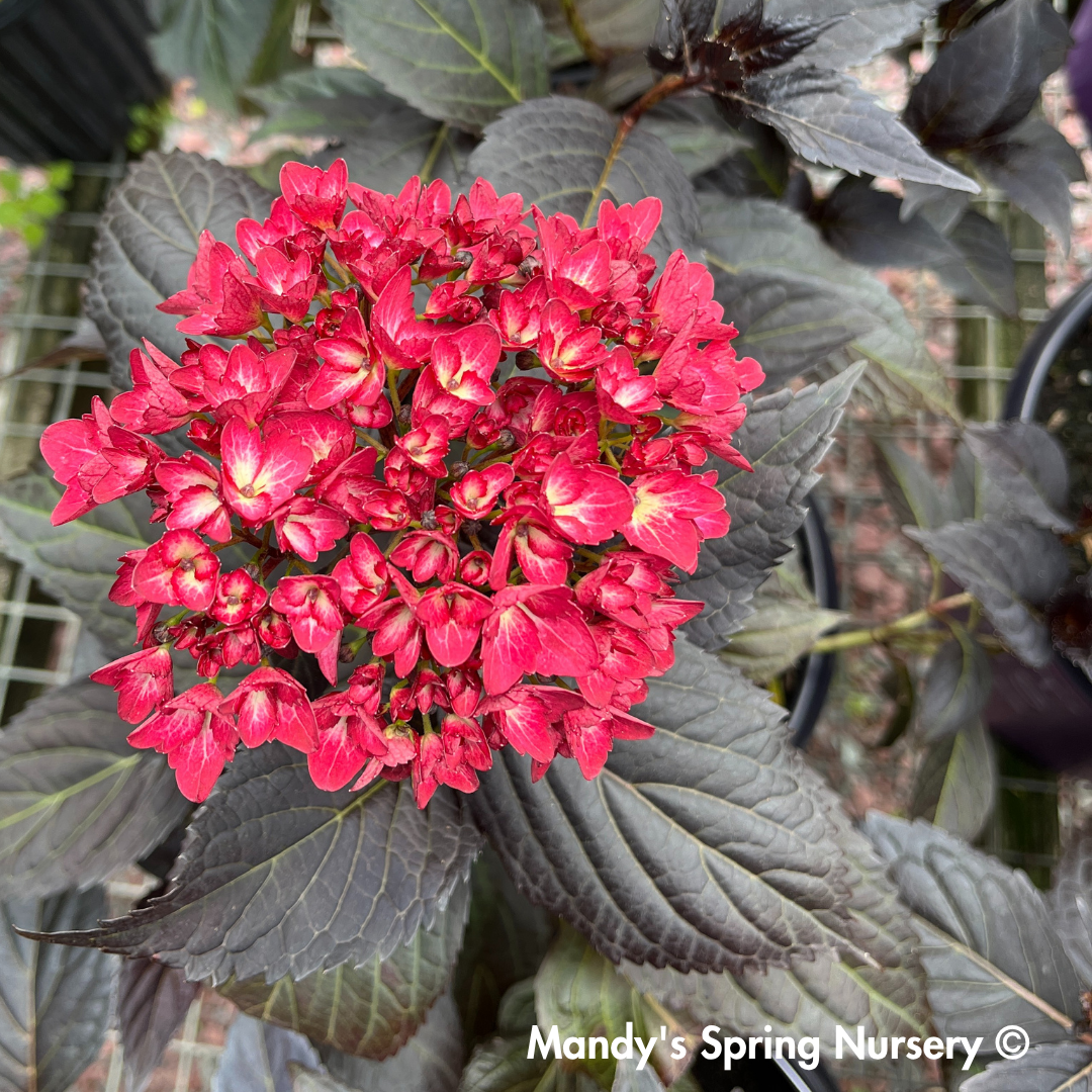 Eclipse® Bigleaf Hydrangea | Hydrangea macrophylla 'Bailmacseven ...