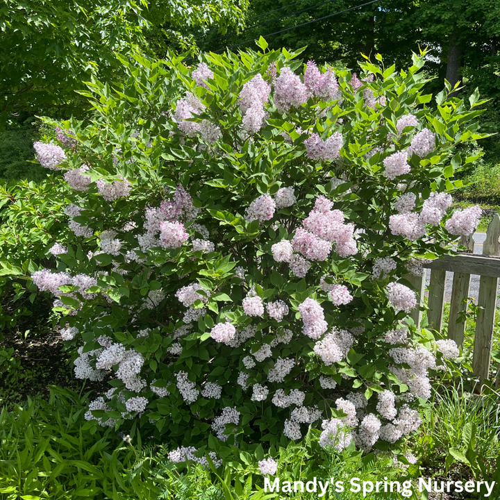 Mandy's Spring Nursery & Florist – Mandy Spring Farm Nursery, Inc.