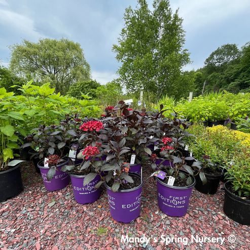 Eclipse® Bigleaf Hydrangea | Hydrangea macrophylla 'Bailmacseven ...