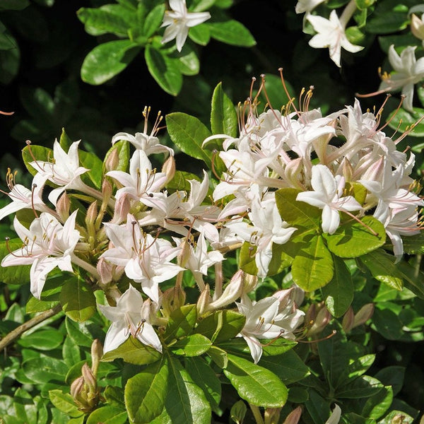 Swamp Azalea | Rhododendron viscosum – Mandy Spring Farm Nursery, Inc.