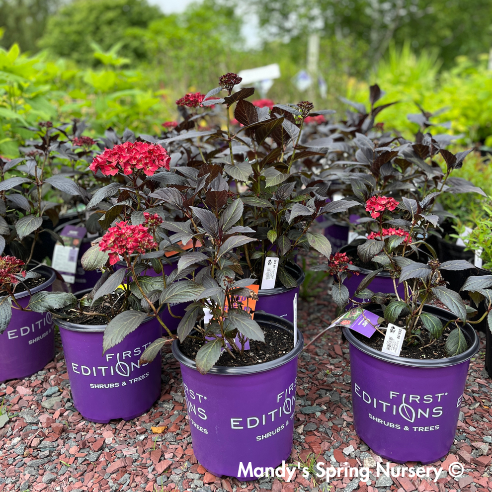 Eclipse® Bigleaf Hydrangea | Hydrangea macrophylla 'Bailmacseven ...