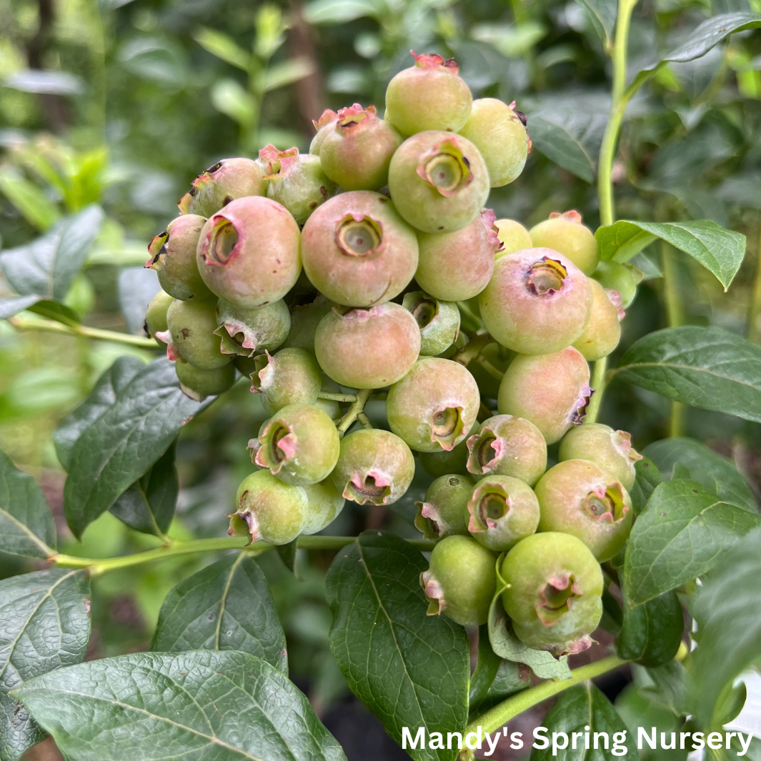 'Patriot' Blueberry | Vaccinium Corymbosum – Mandy Spring Farm Nursery ...