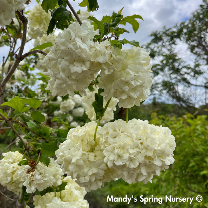 Common Snowball Viburnum | Viburnum opulus Roseum – Mandy Spring Farm ...