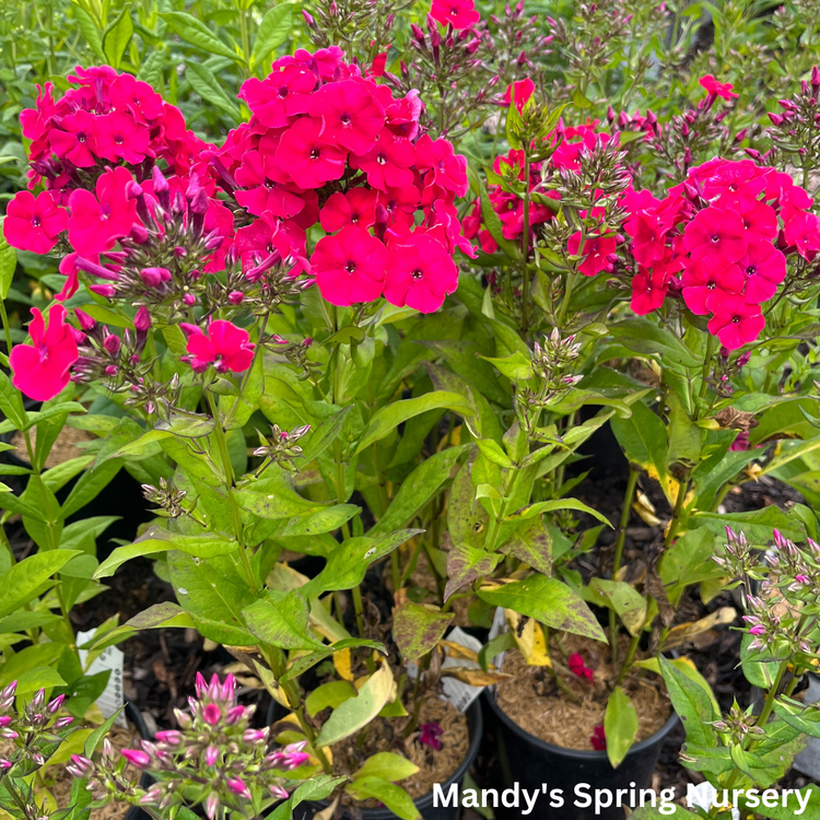 Red Riding Hood' Garden Phlox | Phlox paniculata – Mandy Spring Farm ...