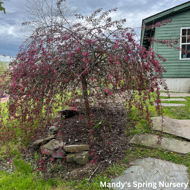 Ruby Tears Weeping Crabapple | Malus 'Bailears' – Mandy Spring Farm ...