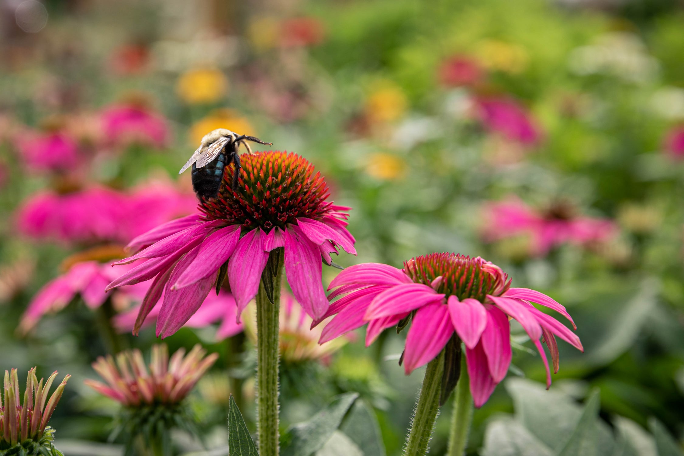 Perennials – Mandy Spring Farm Nursery, Inc.