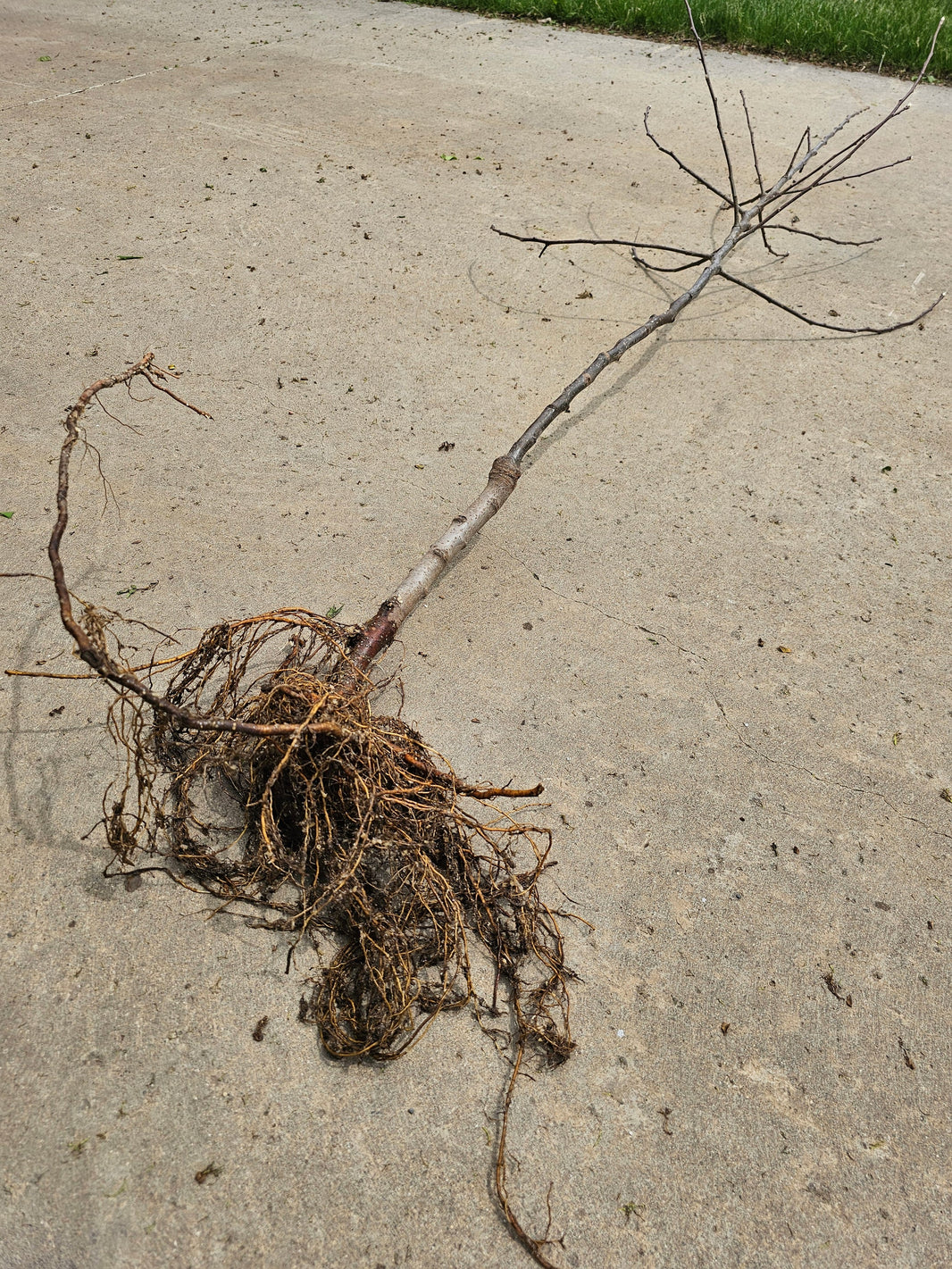 Bare Root Fruit Trees – Mandy Spring Farm Nursery, Inc.