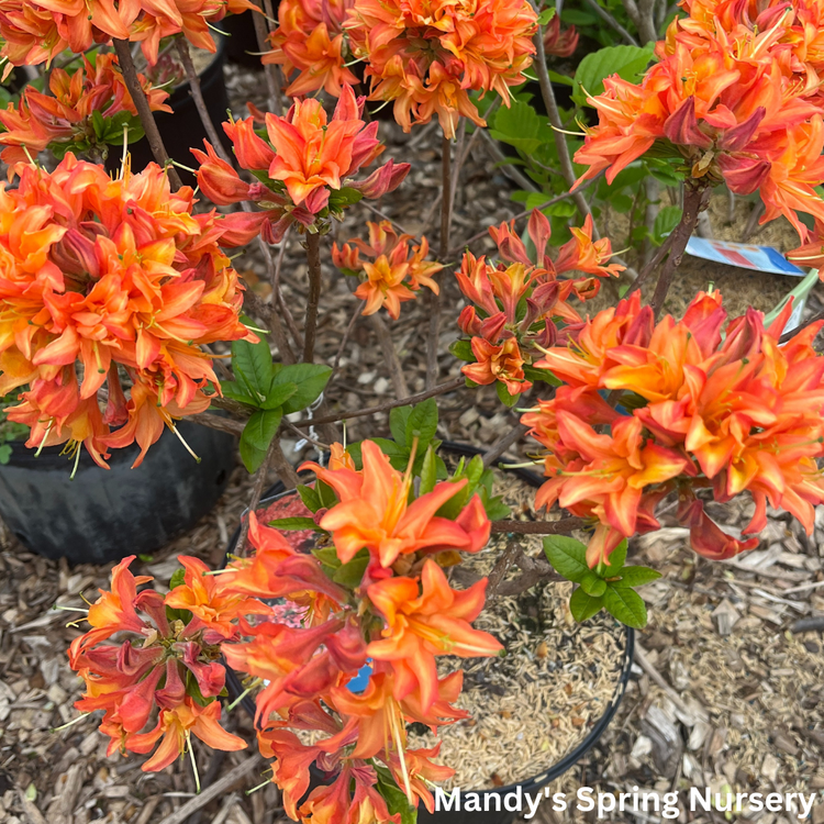 Mandarin Lights Azalea | Rhododendron – Mandy Spring Farm Nursery, Inc.