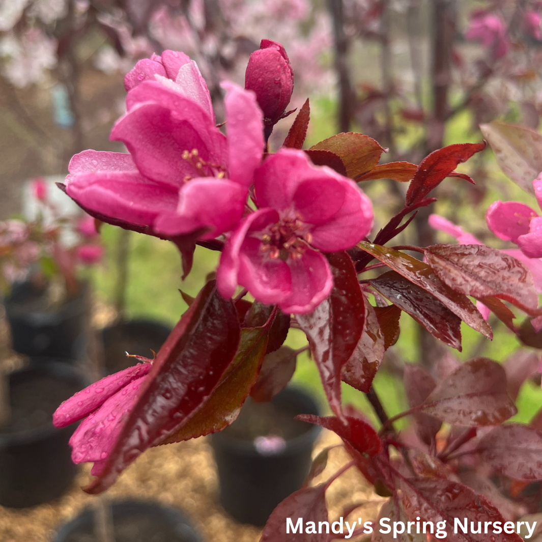 Gladiator Crabapple | Malus x adstringens 'Durleo' – Mandy Spring Farm ...