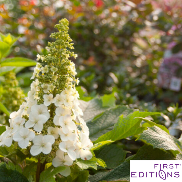 Jetstream Oakleaf Hydrangea | Hydrangea quercifolia – Mandy Spring Farm ...