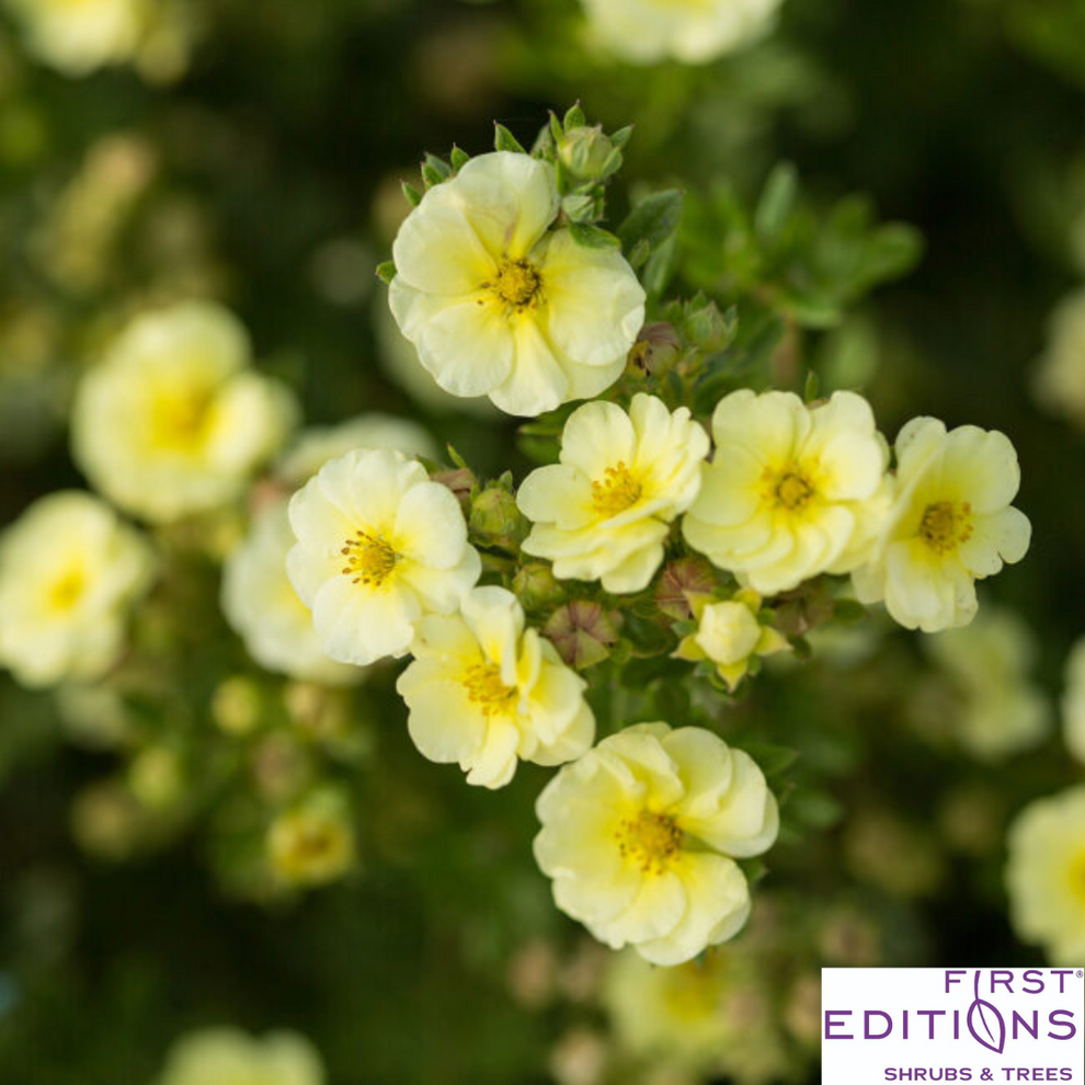 Lemon Meringue Potentilla | Potentilla fruticosa – Mandy Spring Farm ...