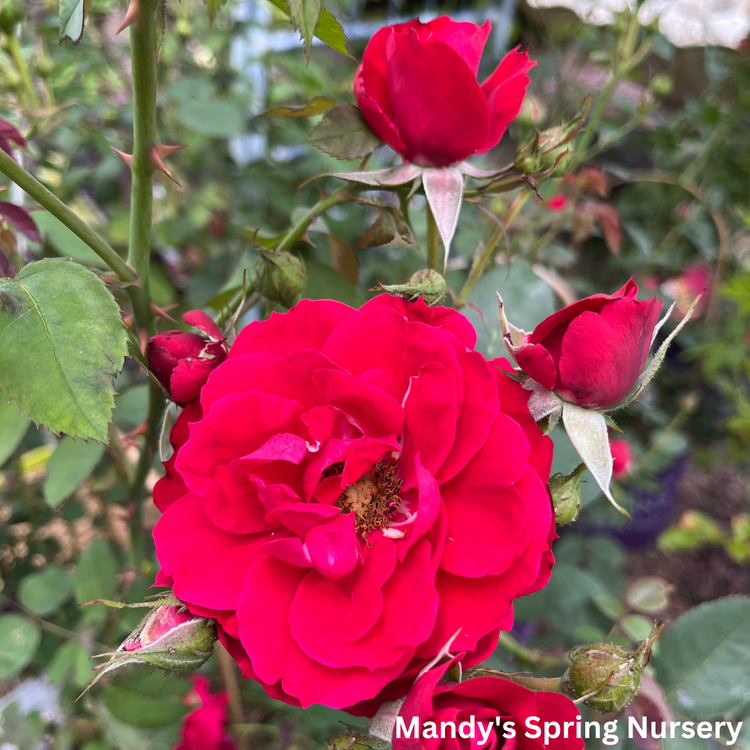 Ramblin' Red Rose Climbing Rose | Rosa – Mandy Spring Farm Nursery, Inc.