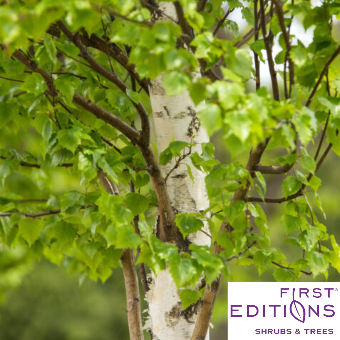 First Editions® Parkland Pillar® Birch | Betula platyphylla 'Jefpark ...
