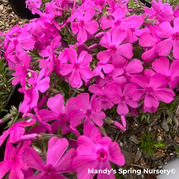 Drummond's Pink Creeping Phlox | Phlox subulata – Mandy Spring Farm Nursery, Inc.