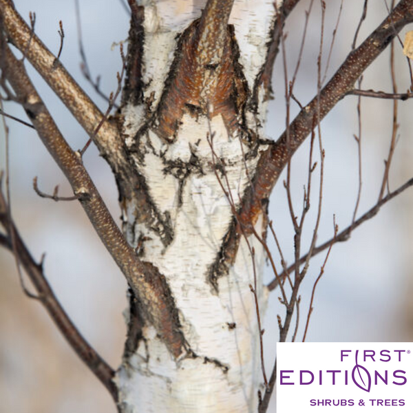 First Editions® Parkland Pillar® Birch | Betula platyphylla 'Jefpark ...