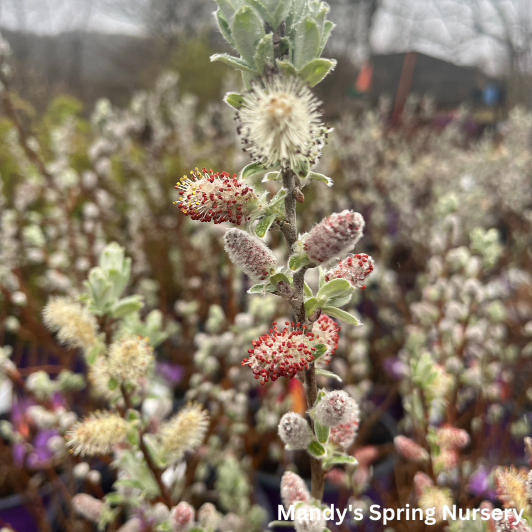 Iceberg Alley Sageleaf Willow | Salix candida – Mandy Spring Farm ...