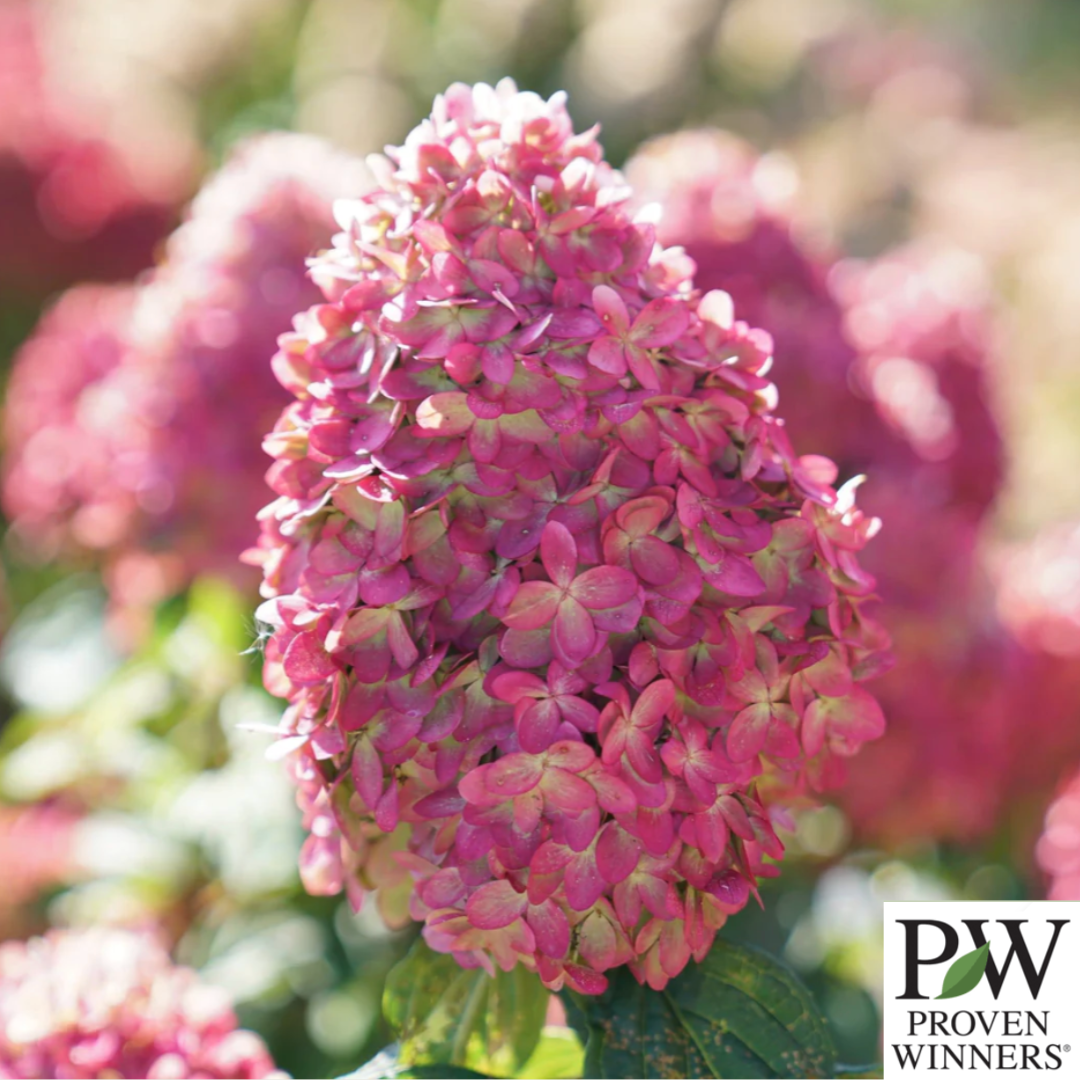 Limelight Prime Hydrangea | Hydrangea paniculata – Mandy Spring Farm ...