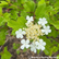 Bailey Compact American Cranberrybush | Viburnum trilobum – Mandy ...