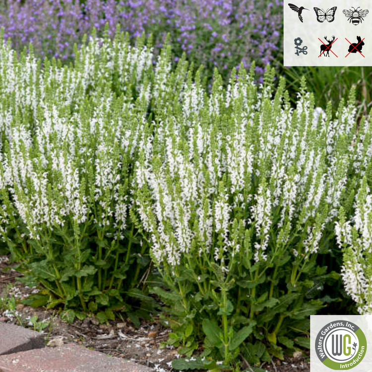 'White Profusion' Salvia | Salvia nemorosa – Mandy Spring Farm Nursery ...
