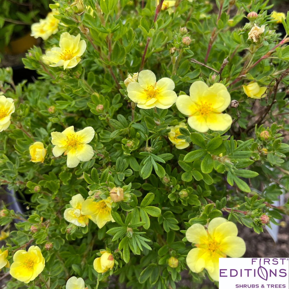Lemon Meringue Potentilla | Potentilla fruticosa – Mandy Spring Farm ...