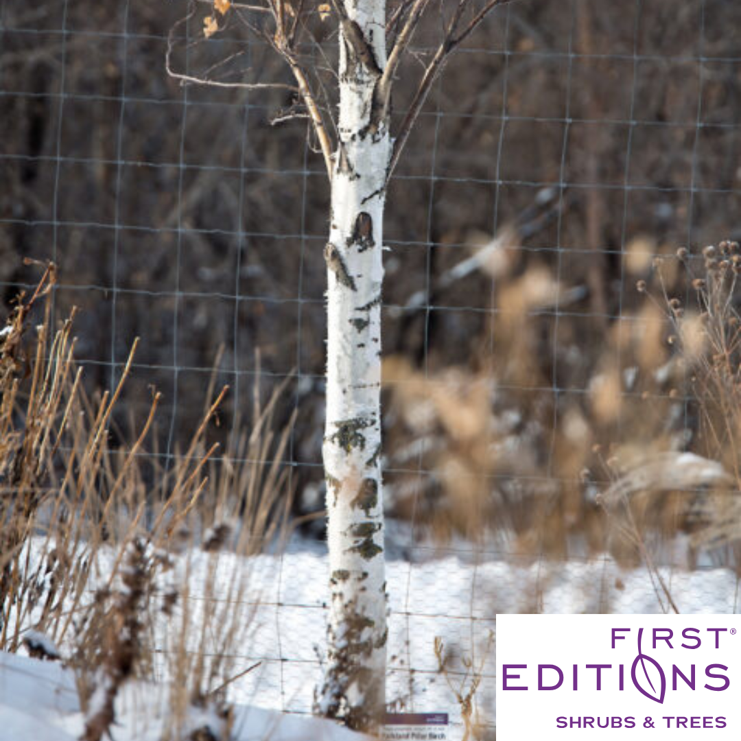 First Editions® Parkland Pillar® Birch | Betula platyphylla 'Jefpark ...