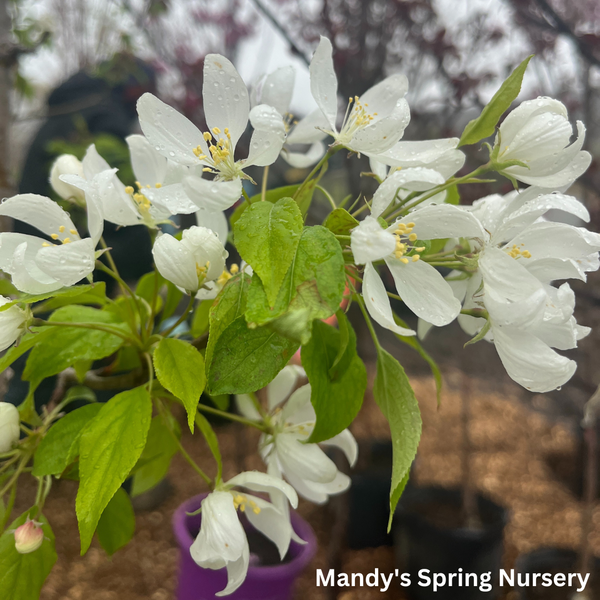 Spring Snow Crabapple | Malus 'Spring Snow' – Mandy Spring Farm Nursery ...