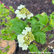 Bailey Compact American Cranberrybush | Viburnum trilobum – Mandy ...