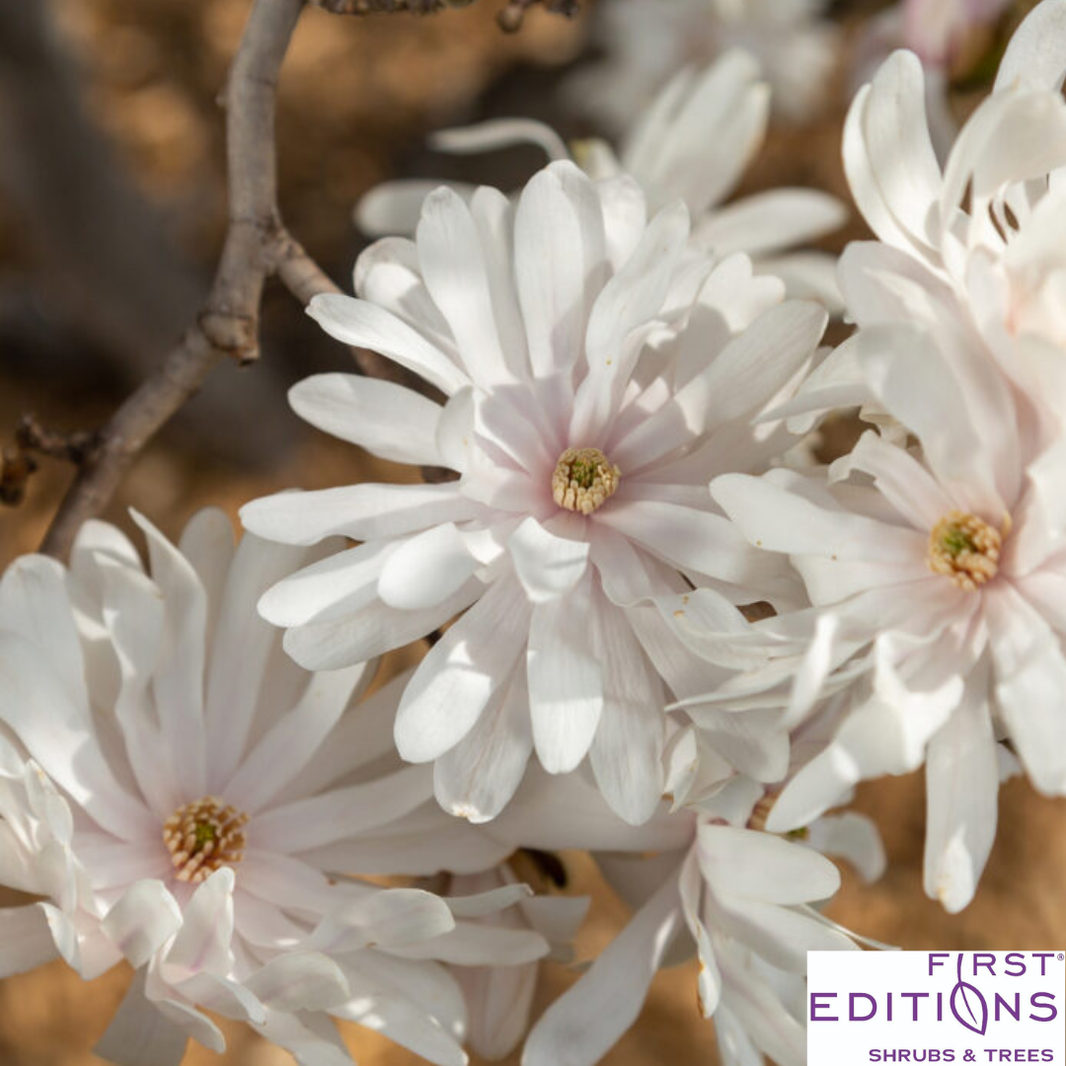 2026 Spring Pre-Order Sale – Mandy Spring Farm Nursery, Inc.