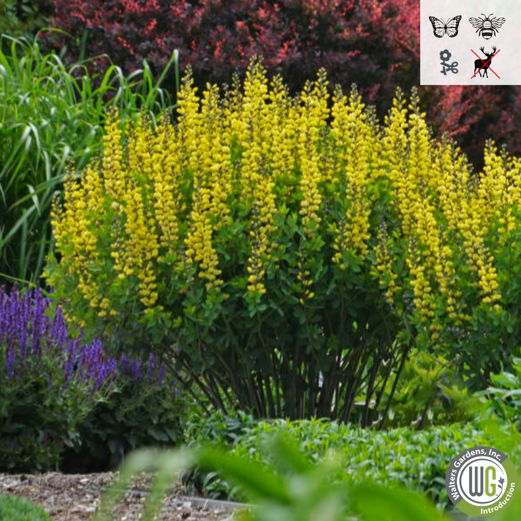 'Lemon Meringue' False Indigo | Baptisia 'Lemon Meringue' – Mandy ...