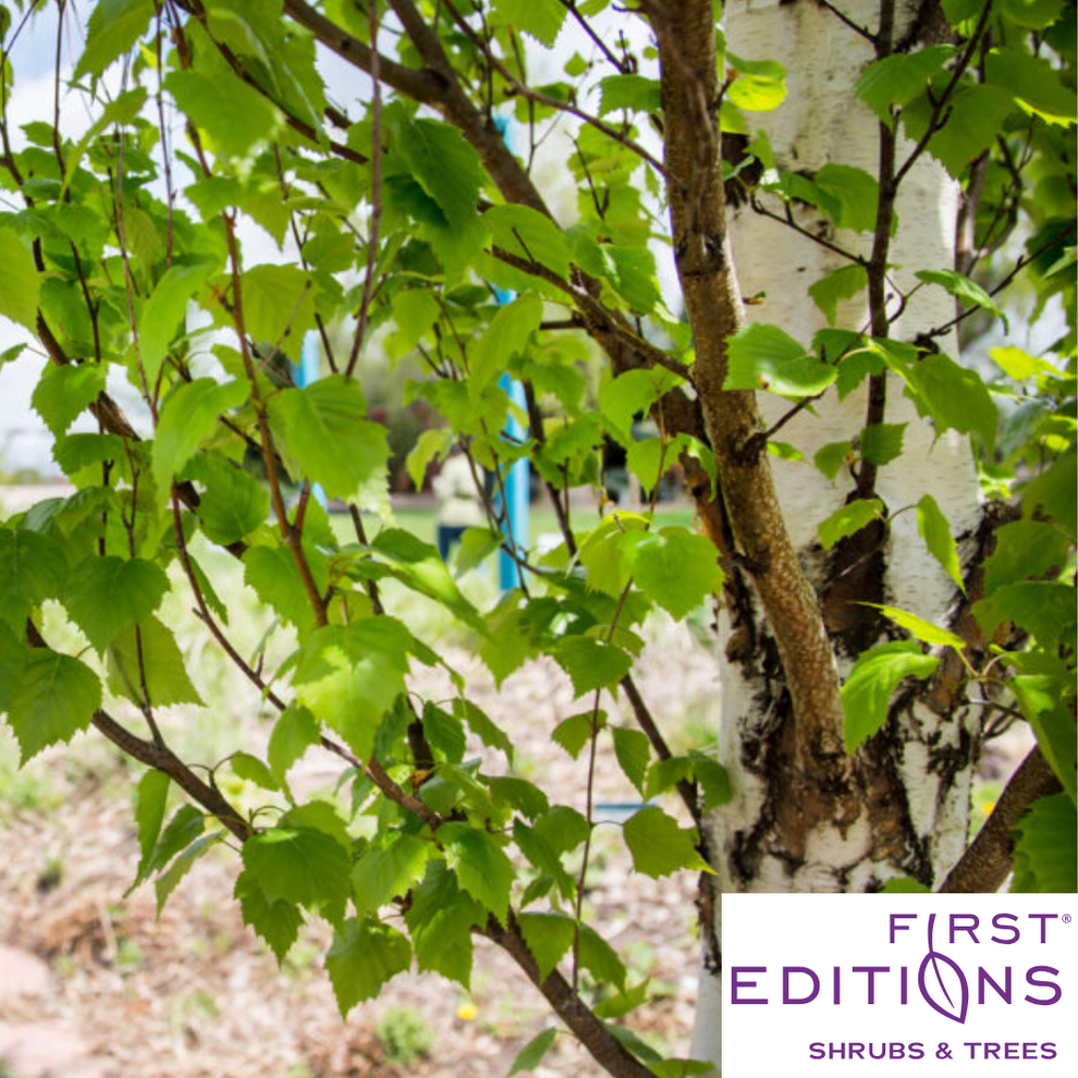 First Editions® Parkland Pillar® Birch | Betula platyphylla 'Jefpark ...