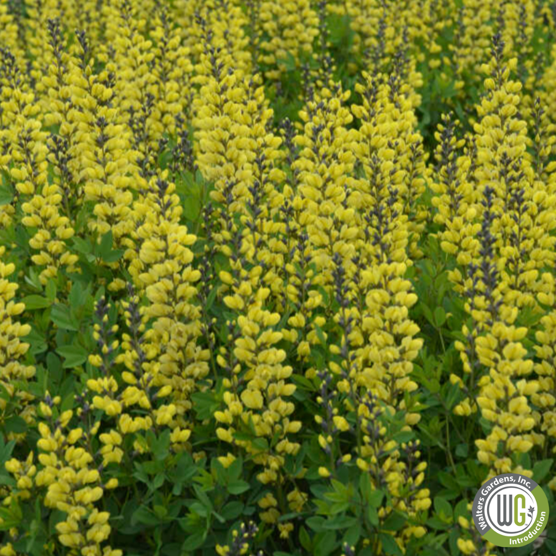 'Lemon Meringue' False Indigo | Baptisia 'Lemon Meringue' – Mandy ...