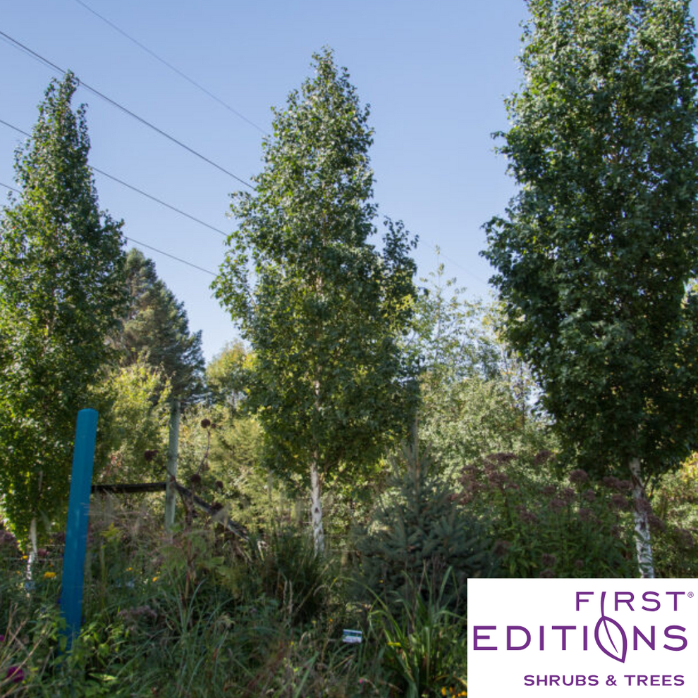 First Editions® Parkland Pillar® Birch | Betula platyphylla 'Jefpark ...