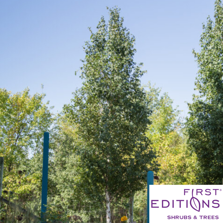 First Editions® Parkland Pillar® Birch | Betula platyphylla 'Jefpark ...