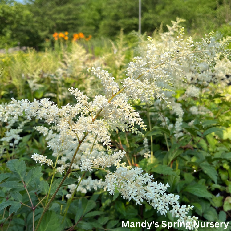 Bridal Veil Astilbe | Astilbe arendsii – Mandy Spring Farm Nursery, Inc.