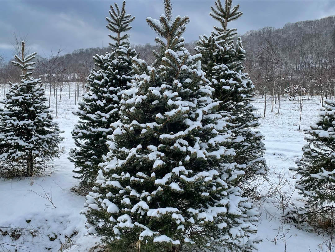 Evergreen Trees – Mandy Spring Farm Nursery, Inc.