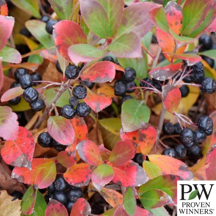 'Ground Hug' Chokeberry | Aronia mel. – Mandy Spring Farm Nursery, Inc.