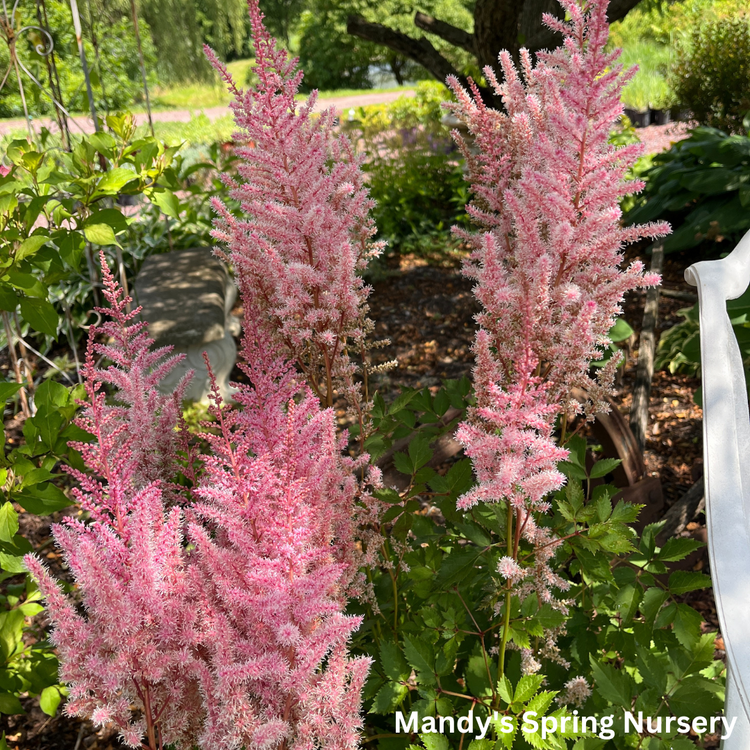 Mighty Pip Astilbe | Astilbe chinensis – Mandy Spring Farm Nursery, Inc.