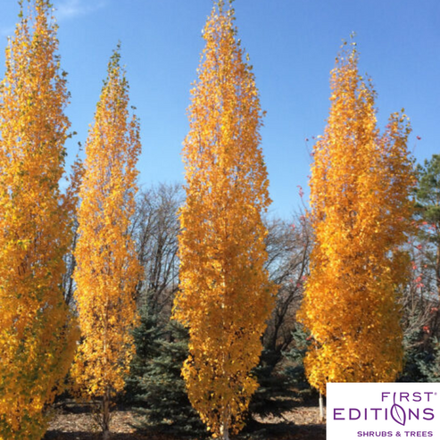 First Editions® Parkland Pillar® Birch | Betula platyphylla 'Jefpark ...