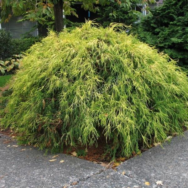 Sungold' Threadleaf False Cypress | Chamaecyparis pisifera 'Sungold ...