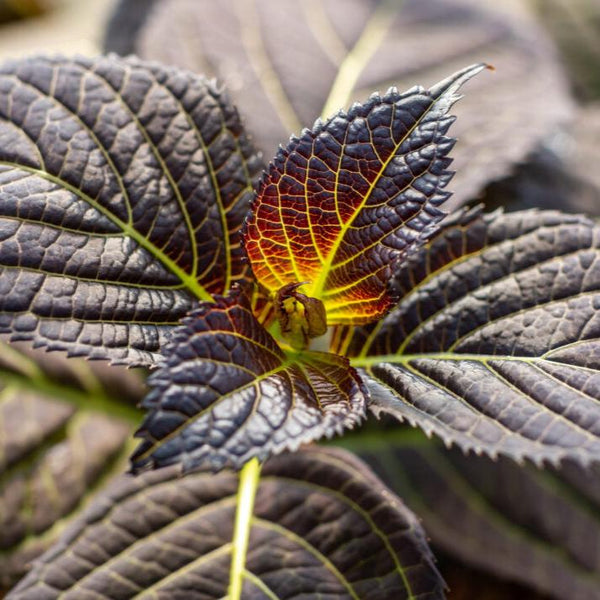 Eclipse® Bigleaf Hydrangea | Hydrangea macrophylla 'Bailmacseven ...