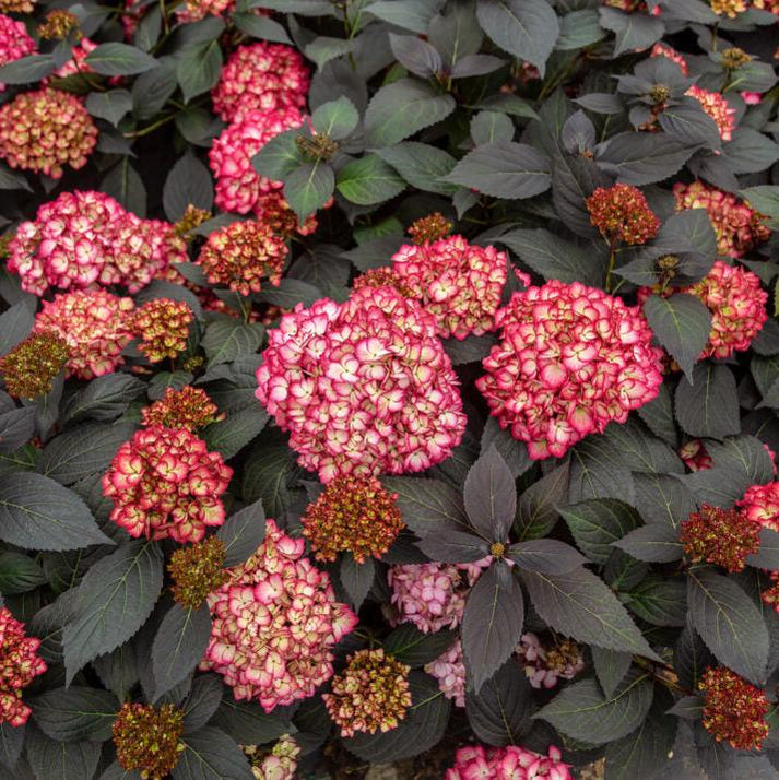 Eclipse® Bigleaf Hydrangea | Hydrangea macrophylla 'Bailmacseven ...