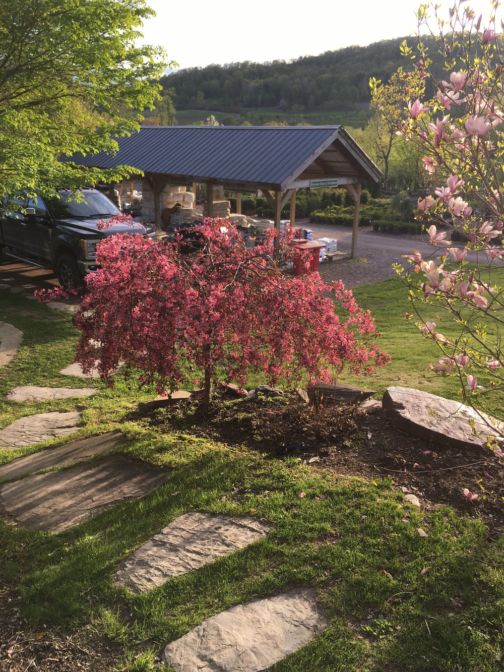 Flowering Trees – Mandy Spring Farm Nursery, Inc.