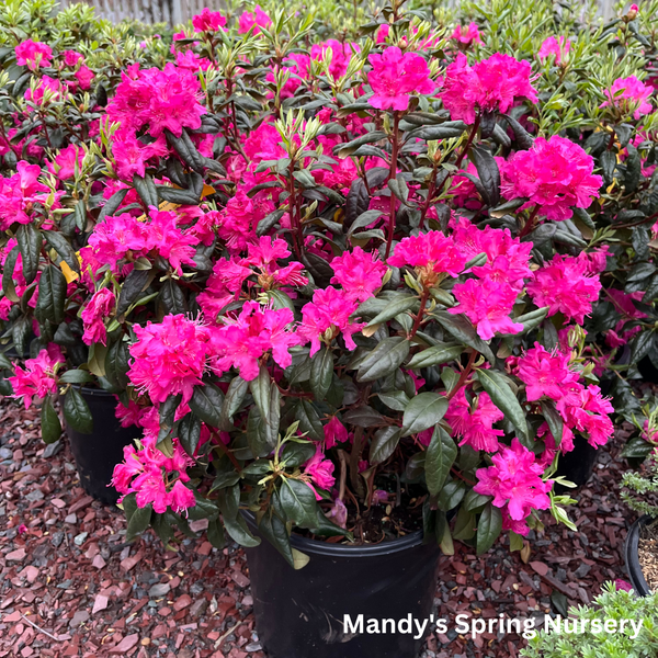 Landmark Rhododendron | Rhododendron X Landmark – Mandy Spring Farm ...