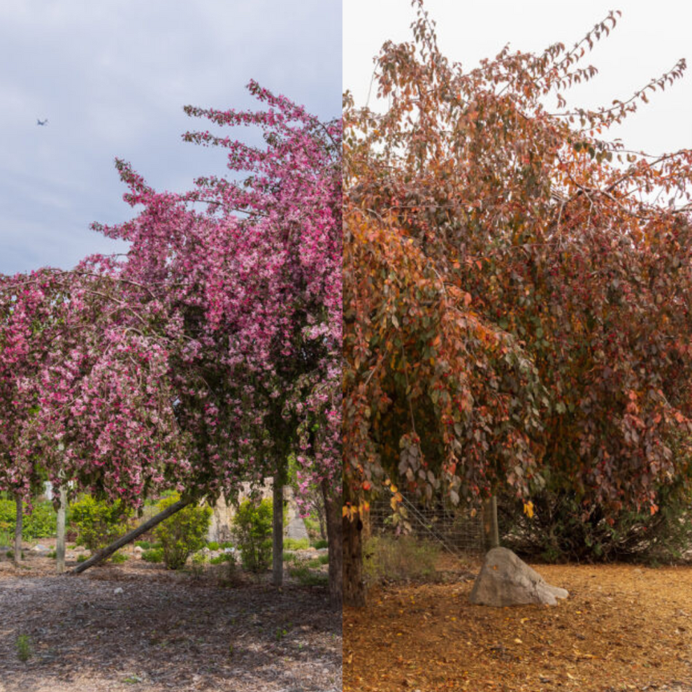 Ruby Tears Weeping Crabapple | Malus 'Bailears' – Mandy Spring Farm ...